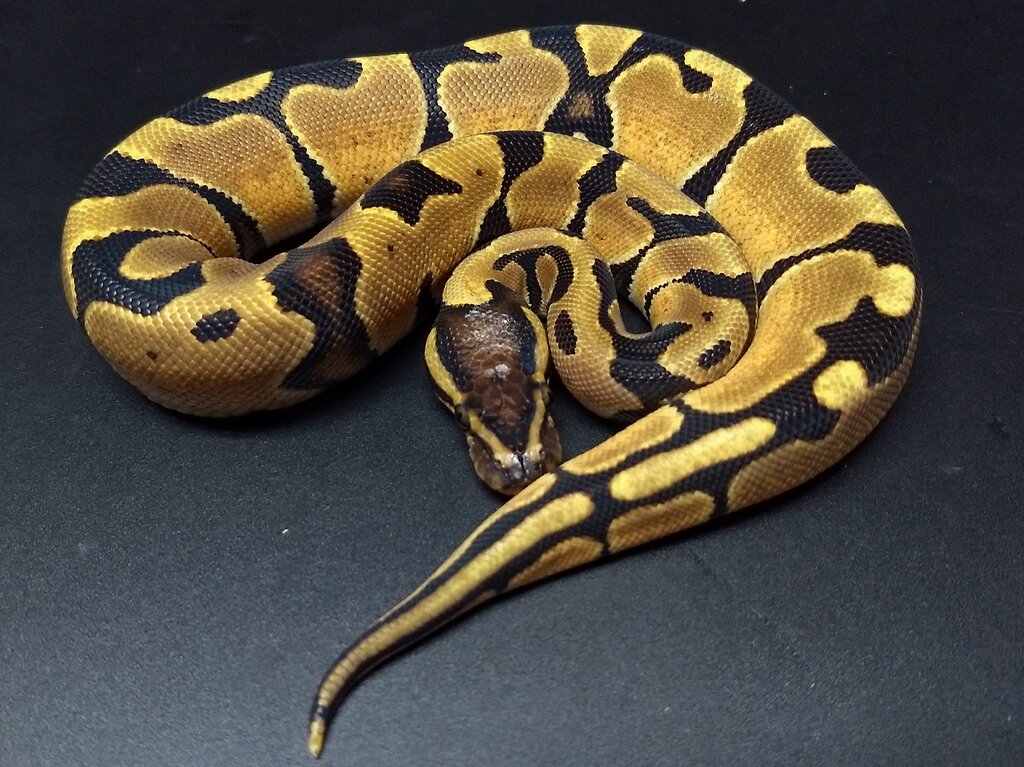 Help! Weird head scales! - Ball Pythons - MorphMarket Reptile Community