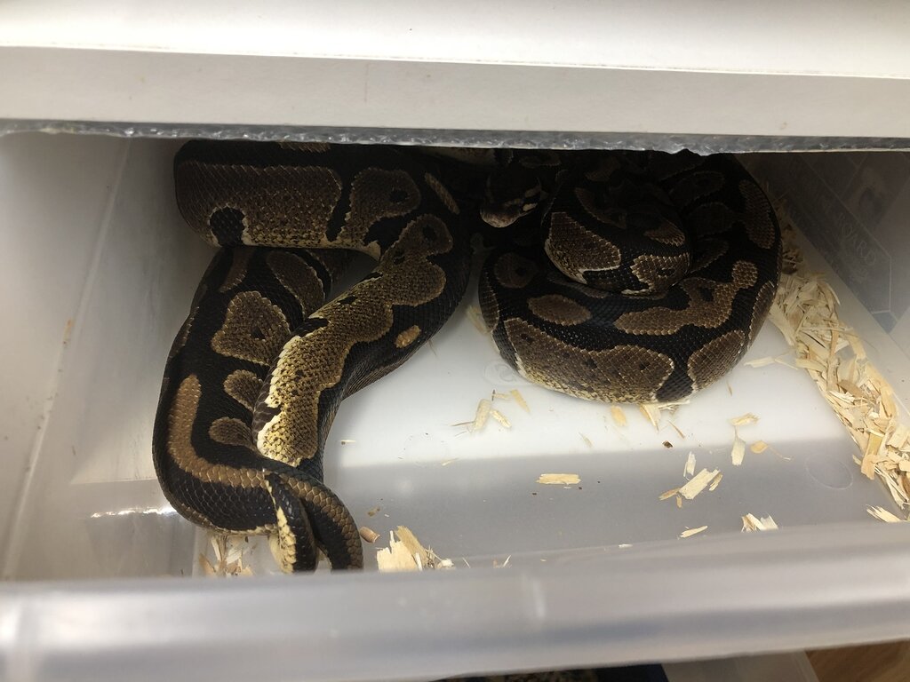 2020 Breeding Season begins - Ball Pythons - MorphMarket Reptile Community