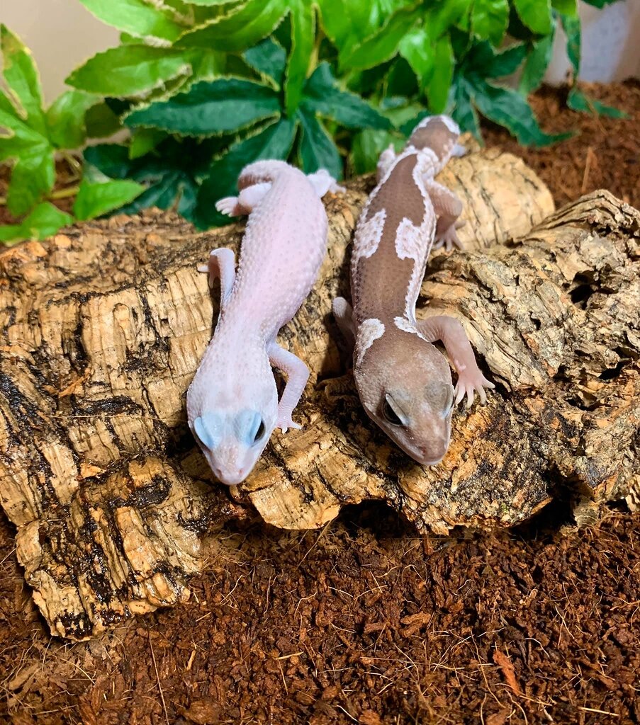 Show Stoppers My Two Favorite Future Fat Tail Breeders Fat Tailed