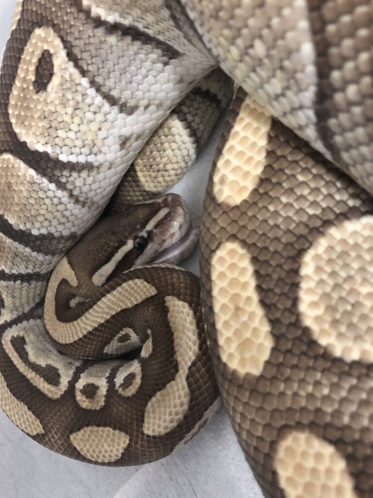 Mandibular Abscess in Ball Python - Ball Pythons - MorphMarket Reptile ...