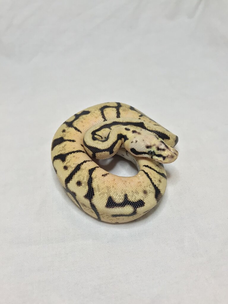 First breeding success - Ball Pythons - MorphMarket Reptile Community