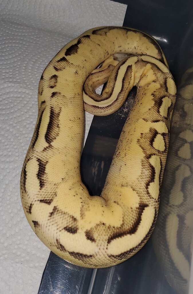 Best Paint Job - Ball Pythons - MorphMarket Reptile Community