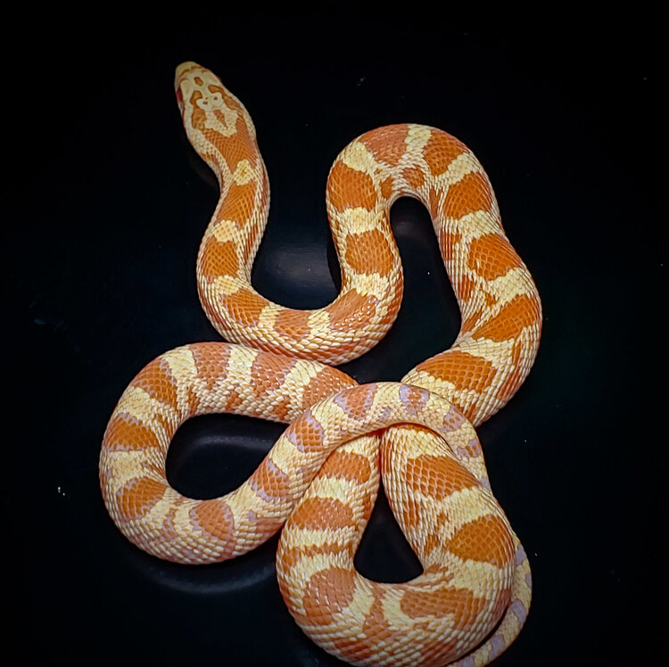 My hybrid collection - Corn Snakes - MorphMarket Reptile Community