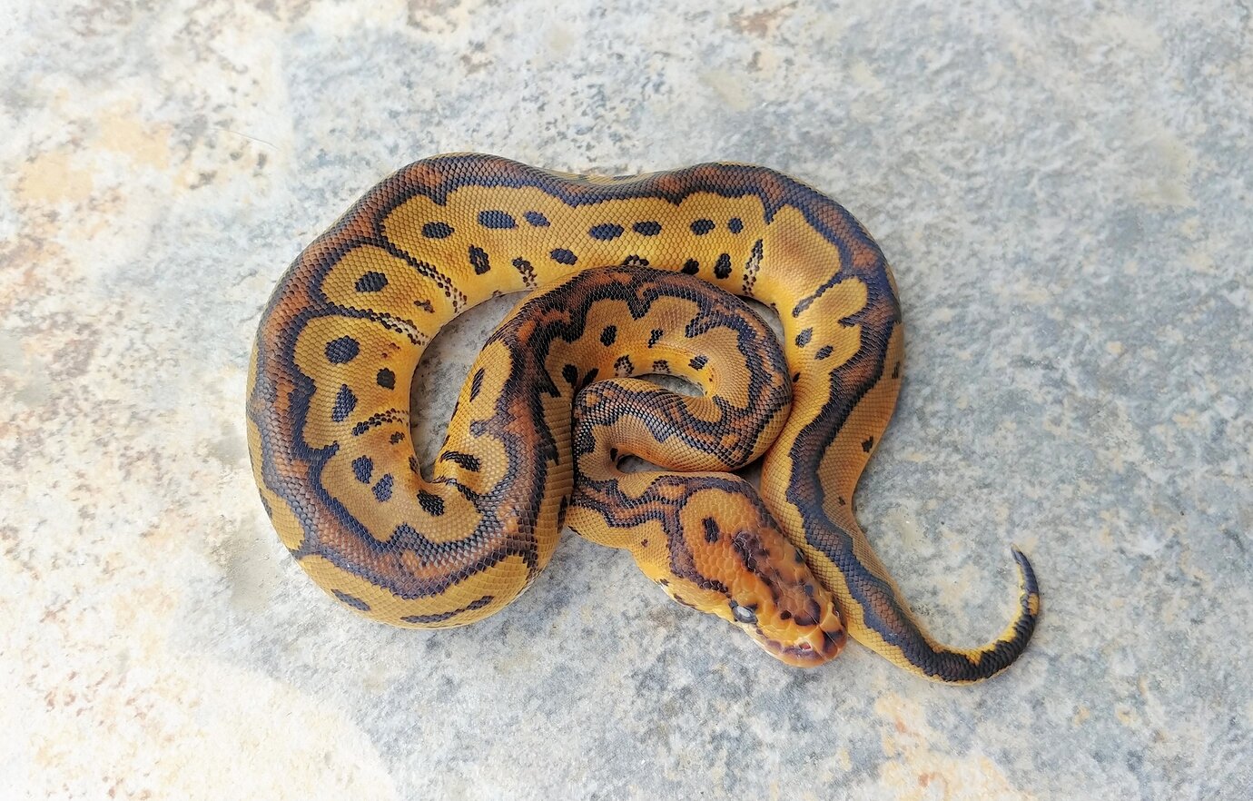 Red Stripe stuff - #21 by enolamagick - Ball Pythons - MorphMarket ...