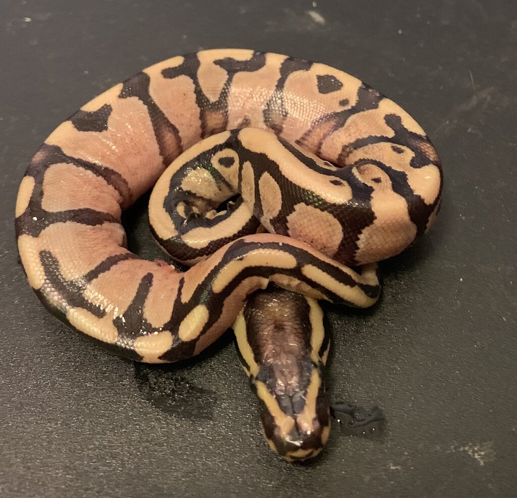 Mocha yellowbelly x super enchi clutch - Ball Pythons - MorphMarket ...