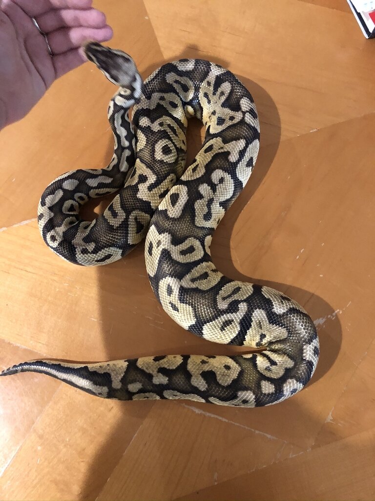 Ovulation vs. building in ball pythons? - Ball Pythons - MorphMarket ...