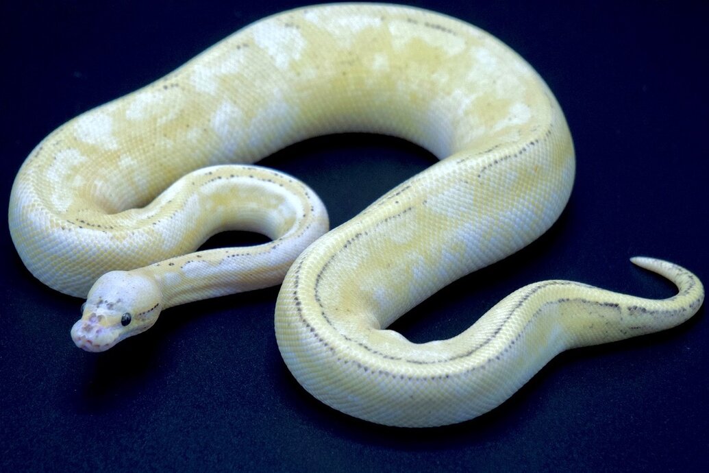 Highway and Freeway Appreciation! - Ball Pythons - MorphMarket Reptile ...
