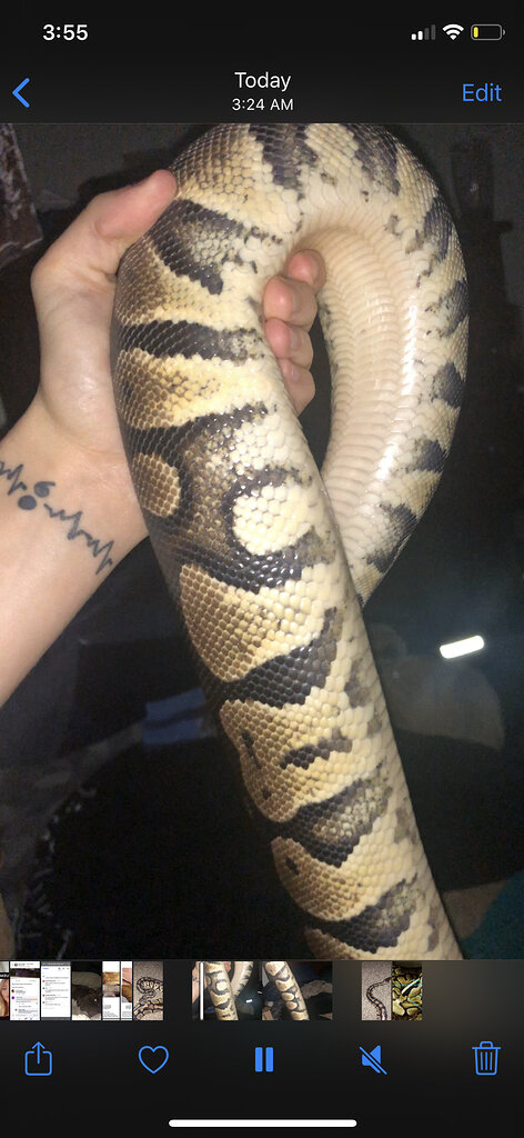 Pre-ovy shed? Pregnancy? - Ball Pythons - MorphMarket Reptile Community