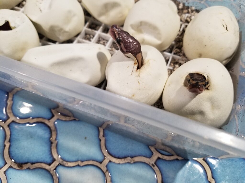 Finally! First clutch has pipped! - Ball Pythons - MorphMarket Reptile ...