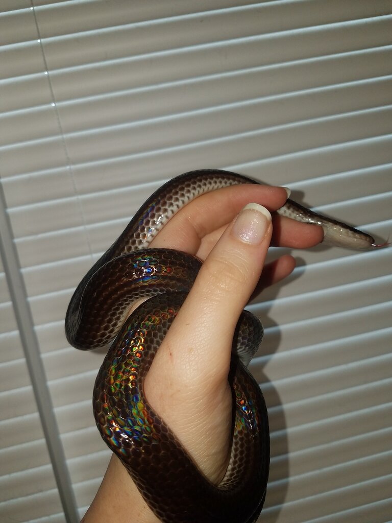 Show me your unique animals! - All Reptiles - MorphMarket Reptile Community