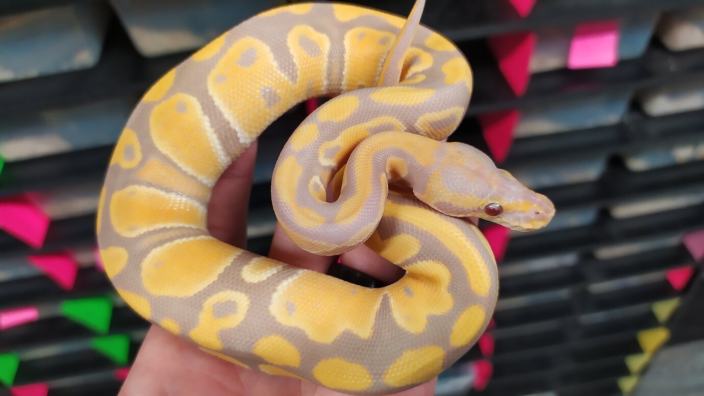 Please post adult lavender albinos? - Ball Pythons - MorphMarket ...