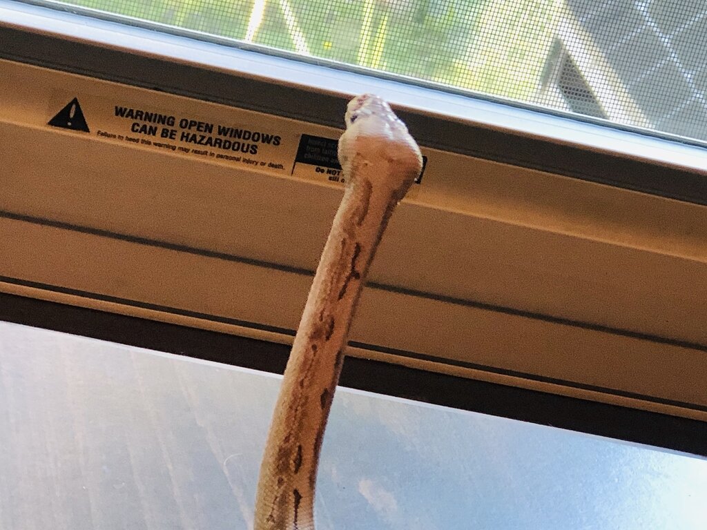 Periscoping! My 🐍 first! Share your pics! - Ball Pythons - MorphMarket ...