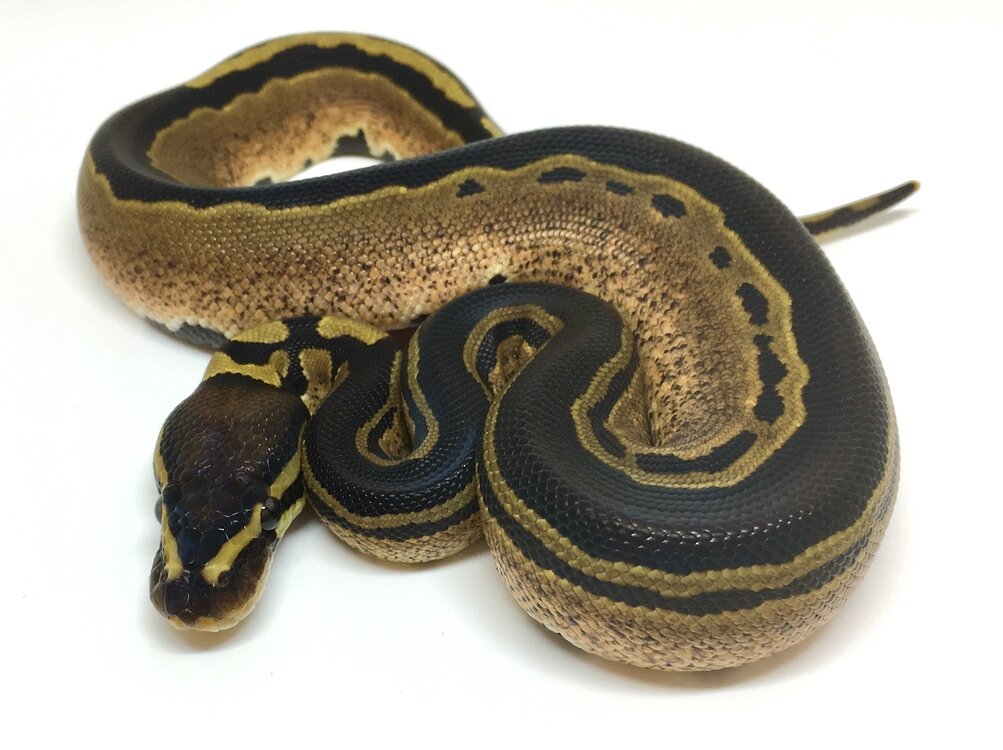Our Tri-stripes - Ball Pythons - MorphMarket Reptile Community