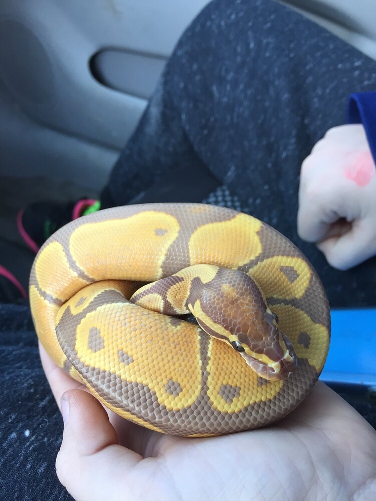 Ultramel Is Awesome - Ball Pythons - MorphMarket Reptile Community