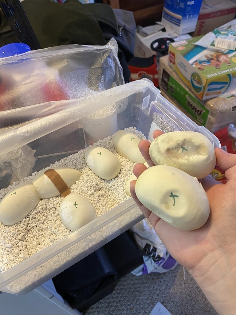 Egg Dimpling? - Ball Pythons - MorphMarket Reptile Community