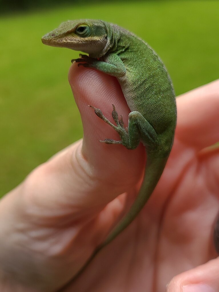 Basement herping - Other Lizards - MorphMarket Reptile Community