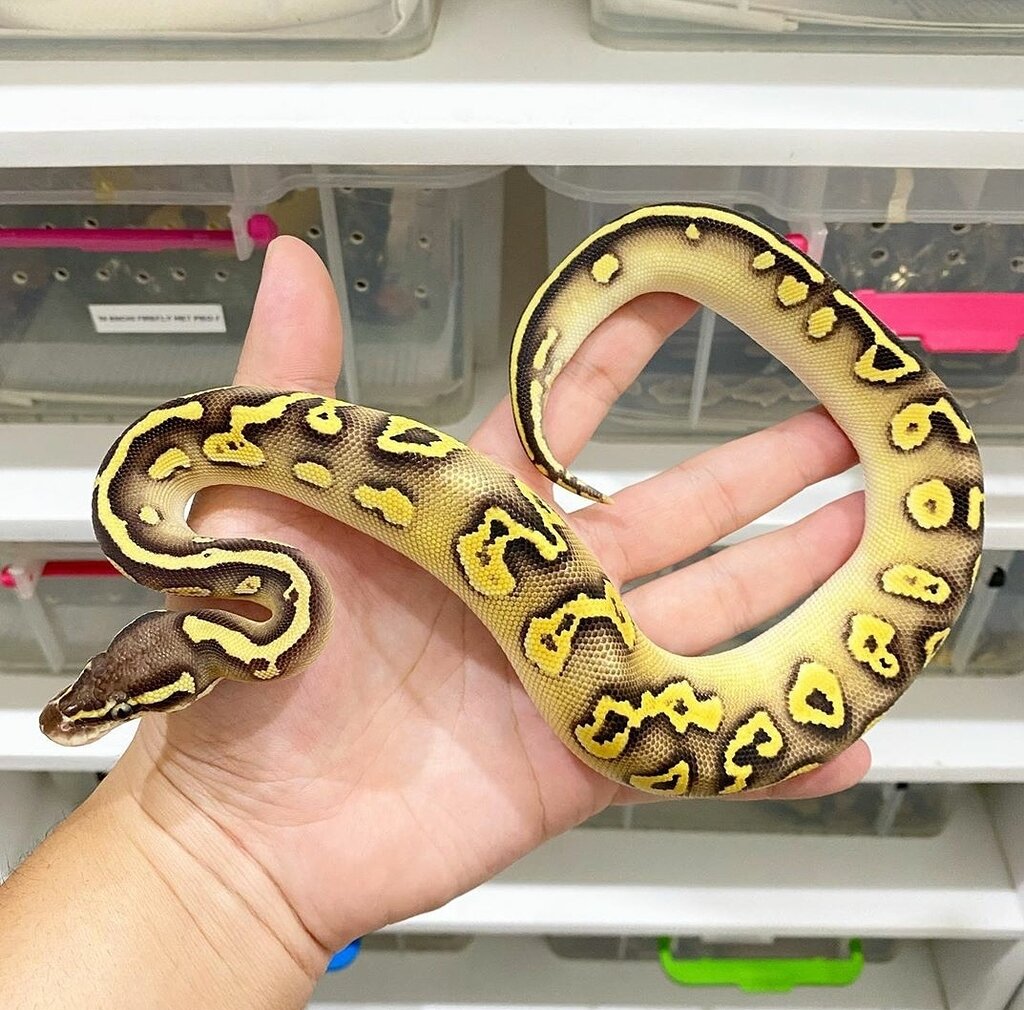 Black head combo morph? Need help for confirmation - Ball Pythons ...