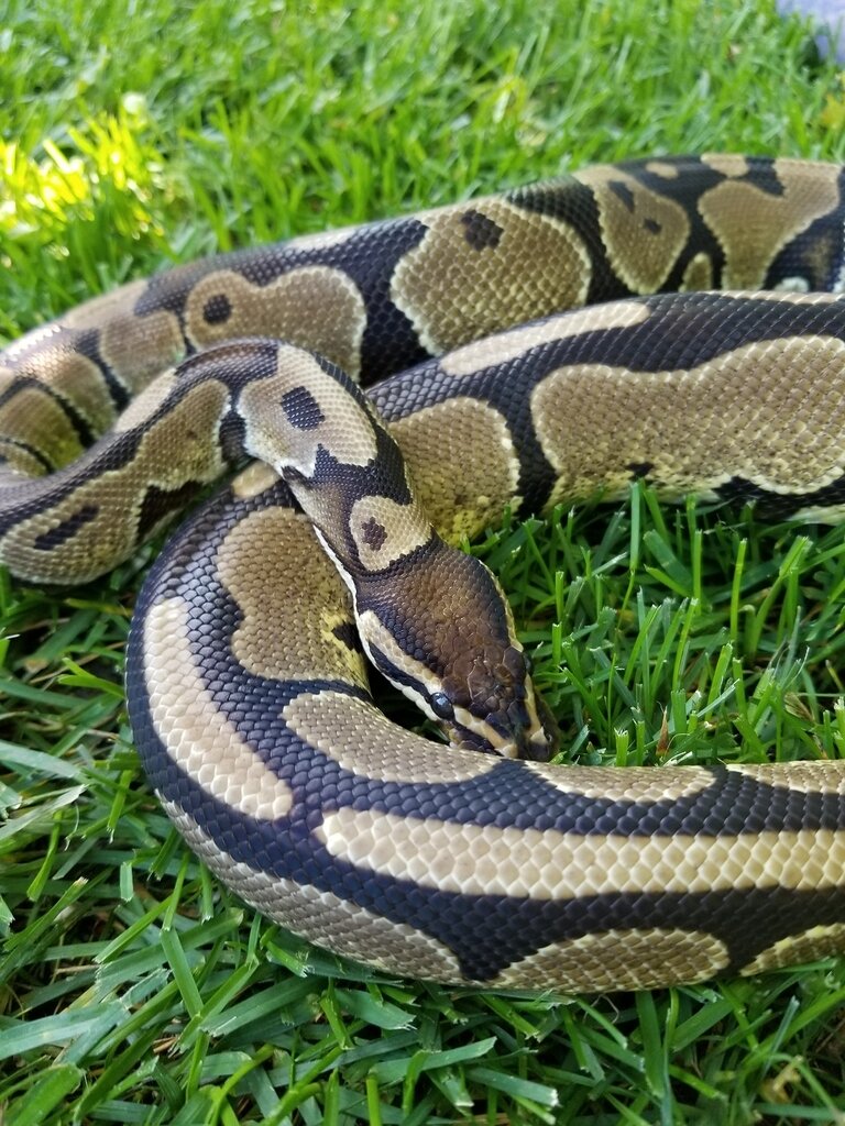 Help identify my snake - Ball Pythons - MorphMarket Reptile Community