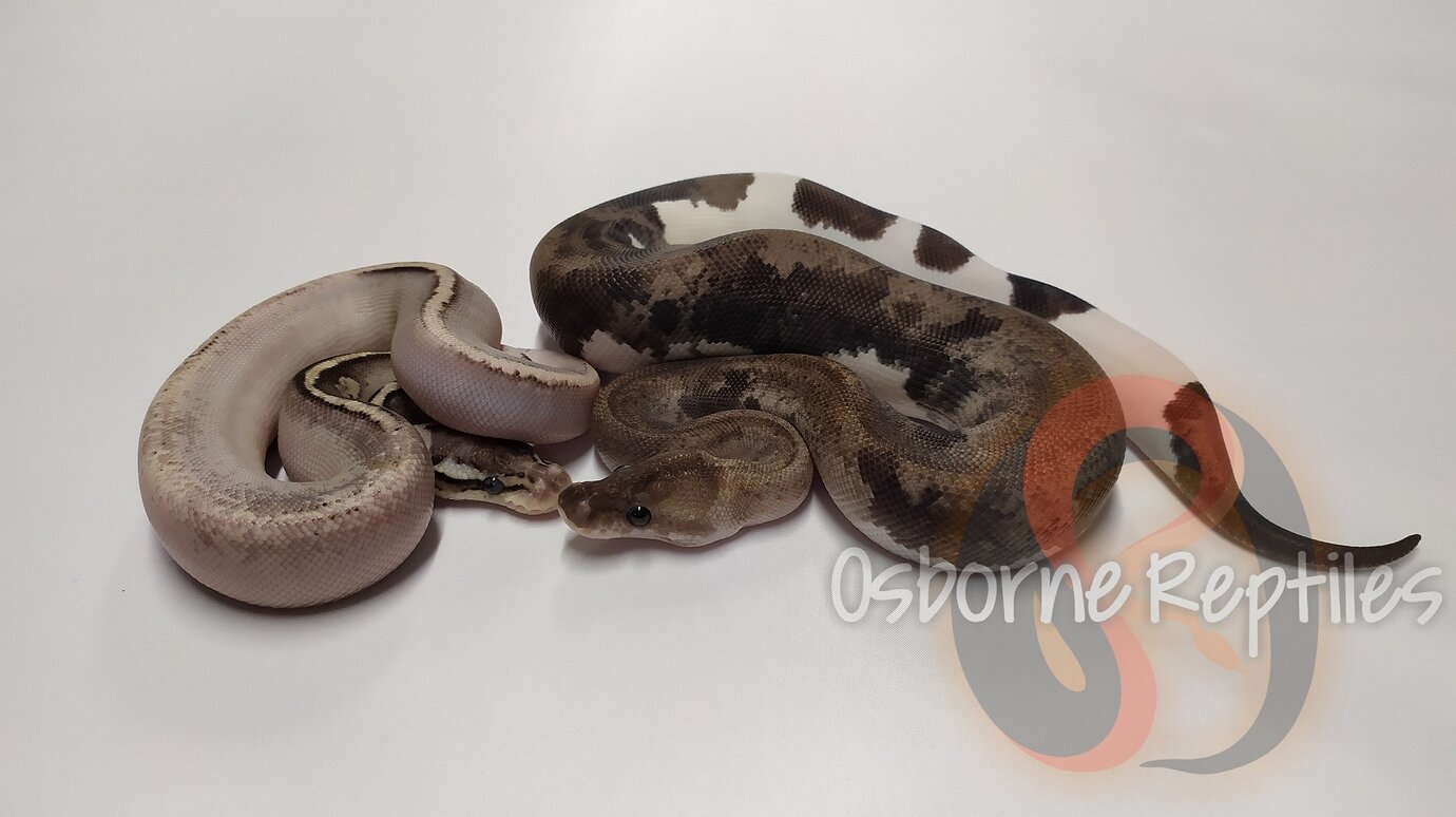 Welcome to the dark side! Show your dark morphs! - Ball Pythons - MorphMarket Reptile Community