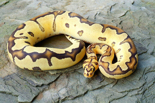 Let's see your Blades - Ball Pythons - MorphMarket Reptile Community