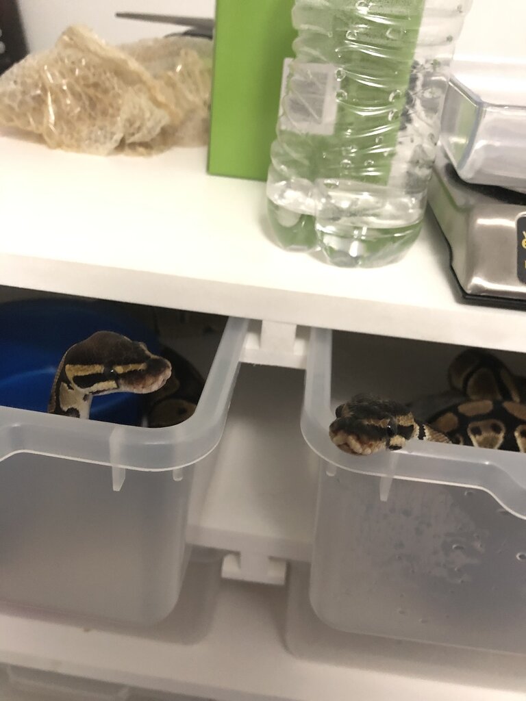 Show your silly reptile pictures! - All Reptiles - MorphMarket Reptile ...