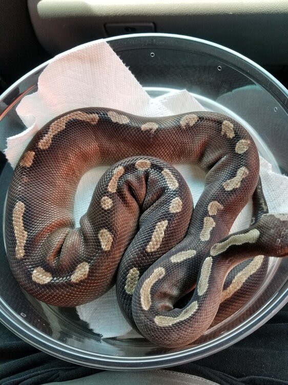 Rainbow Albino Ball Python? - Ball Pythons - MorphMarket Reptile Community