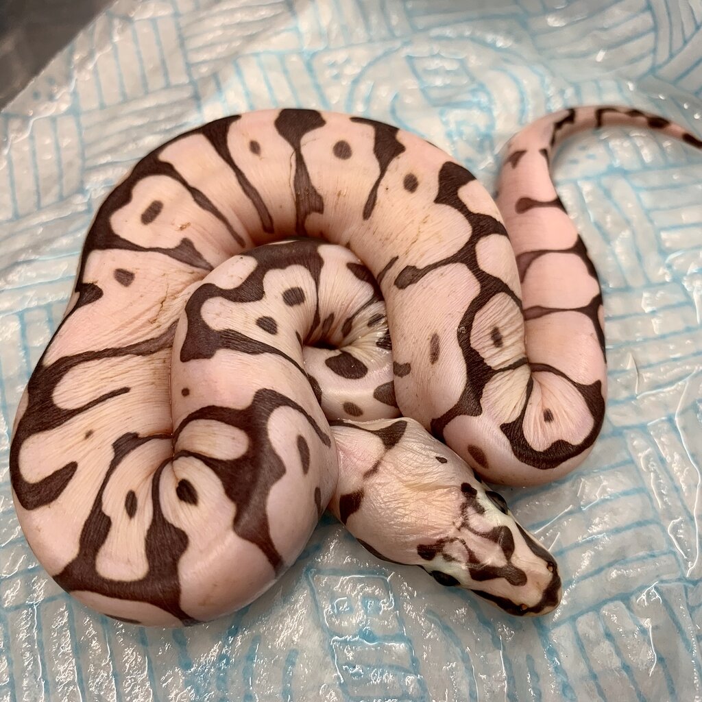 UKs 1st SCALELESS SUPER MICROSCALE & Clutch mates - Ball Pythons ...