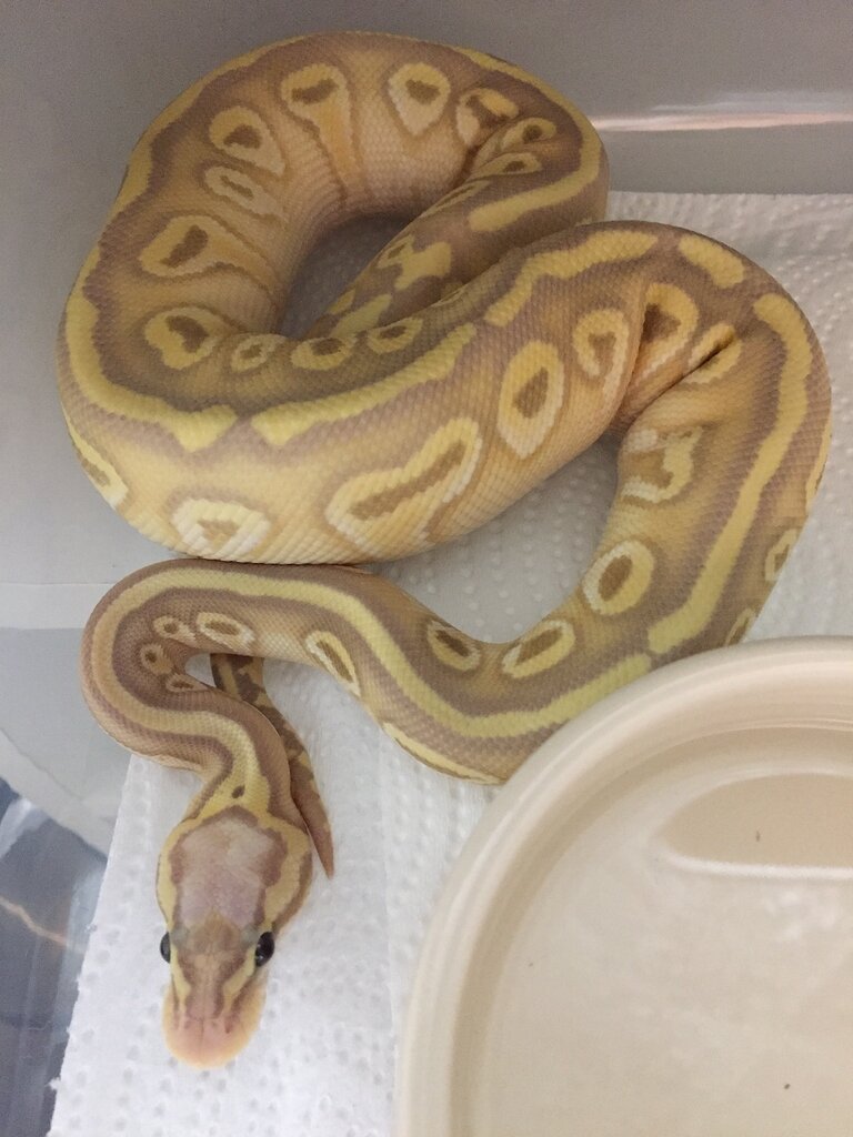 New skin! Hot Hot Hot 🐍 - Ball Pythons - MorphMarket Reptile Community