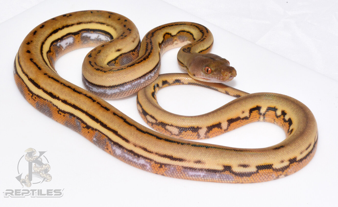 Bright, Post-Shed, Hatchlings! - Reticulated Pythons - MorphMarket ...