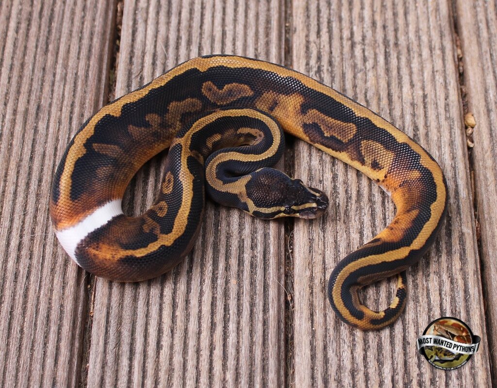 Best looking GHI PIED so far? - Ball Pythons - MorphMarket Reptile ...
