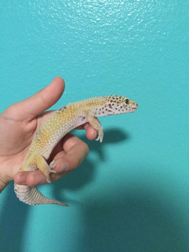 Leopard gecko morph. Hypo? - Leopard Geckos - MorphMarket Reptile Community
