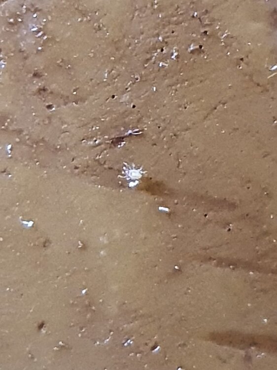 Ball python mite infestation - Ball Pythons - MorphMarket Reptile Community