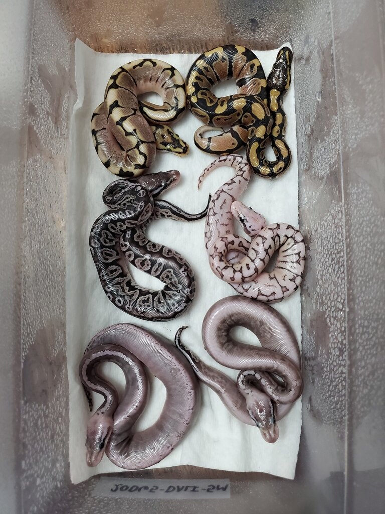 Hatchling ID input! - Ball Pythons - MorphMarket Reptile Community