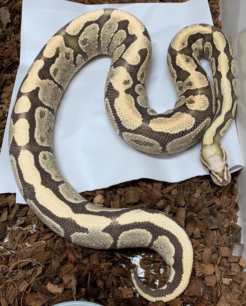 When this guy’s in blue - - Ball Pythons - MorphMarket Reptile Community