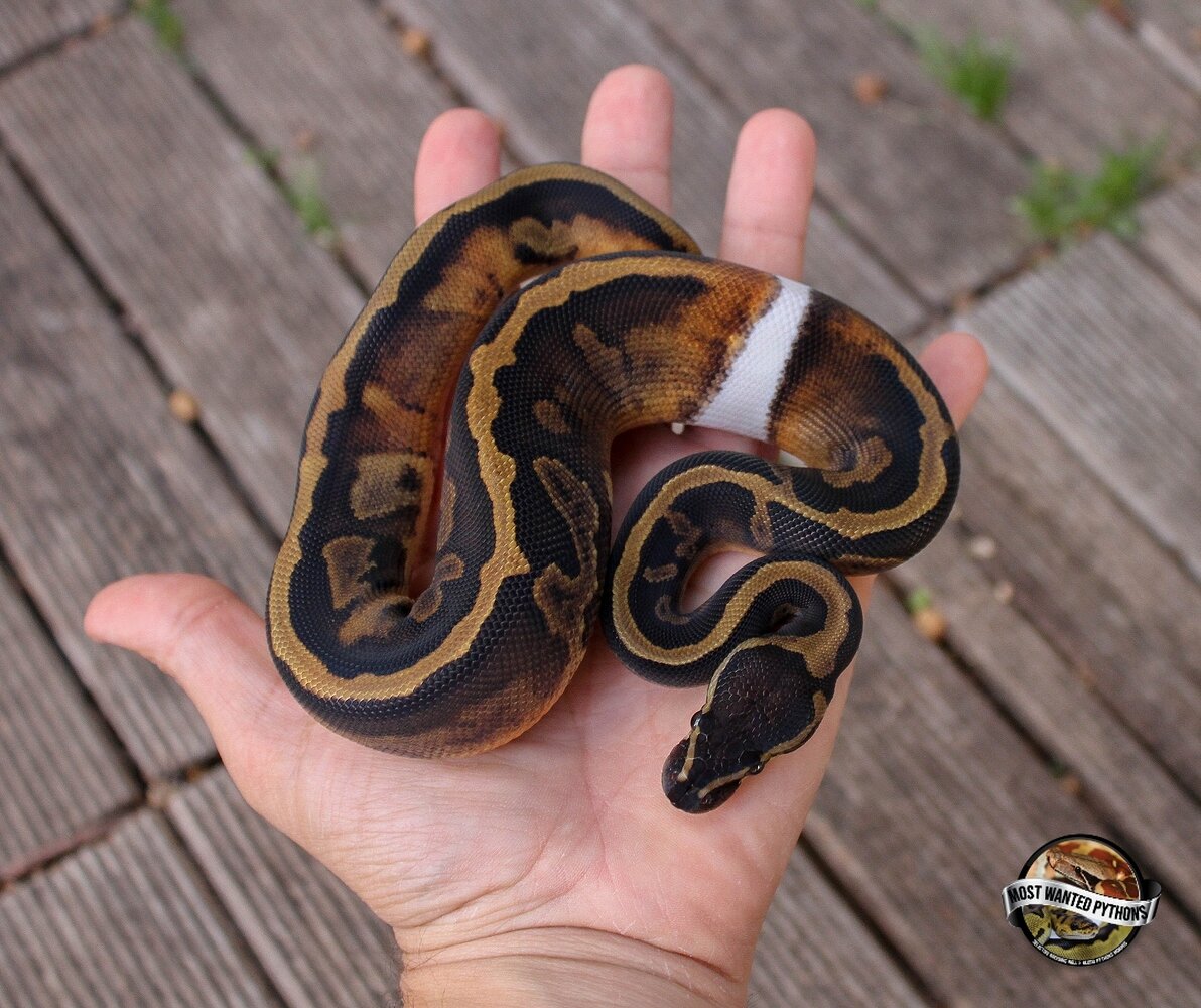 Welcome to the dark side! Show your dark morphs! - Ball Pythons - MorphMarket Reptile Community