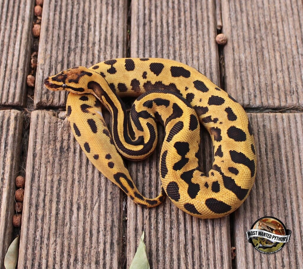Fire YB Leopard het Clown poss Het Pied? Need your help! - Ball Pythons ...