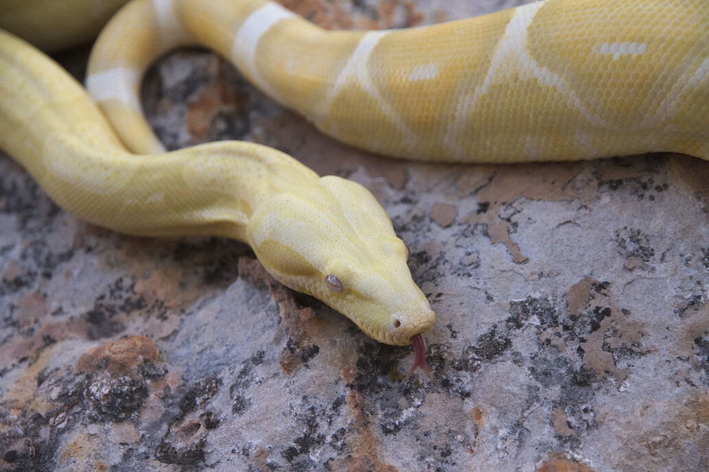 Questions about hybrid snakes - All Reptiles - MorphMarket Reptile ...