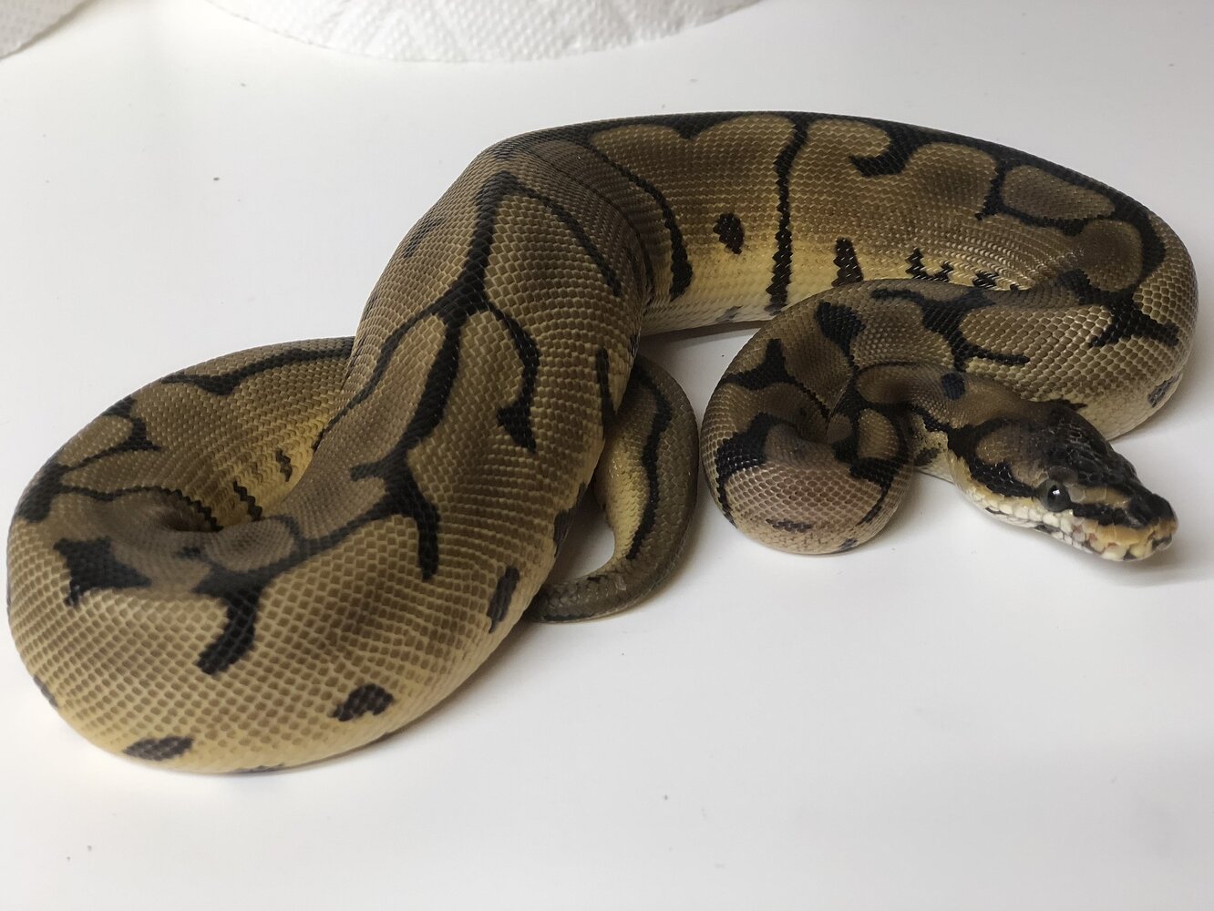 Spider Gene? - Ball Pythons - MorphMarket Reptile Community