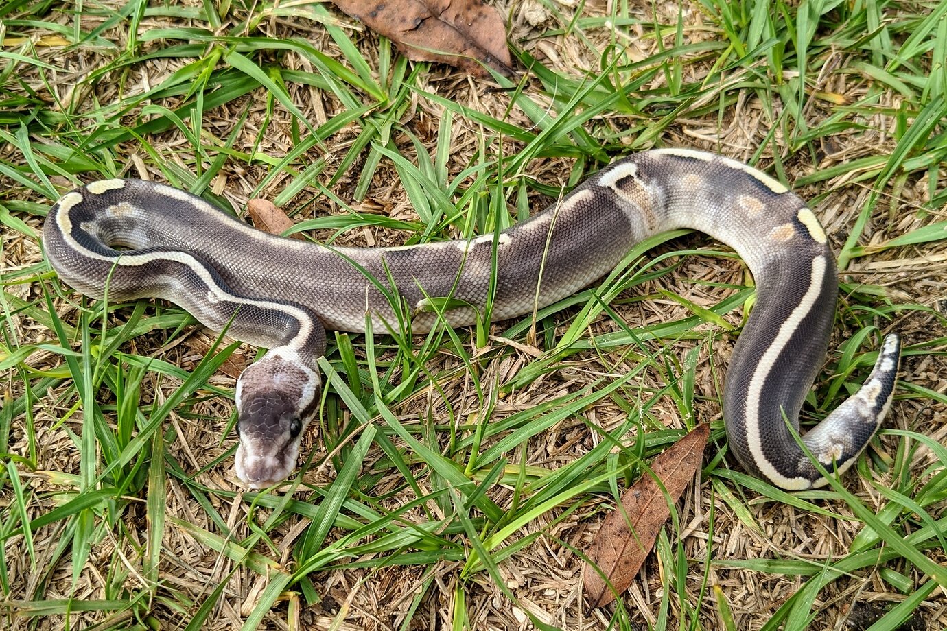 Welcome to the dark side! Show your dark morphs! - Ball Pythons ...