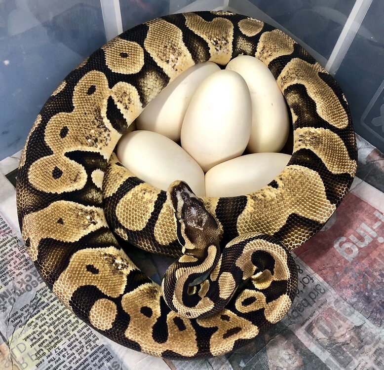 MICROSCALE x MICROSCALE - Ball Pythons - MorphMarket Reptile Community