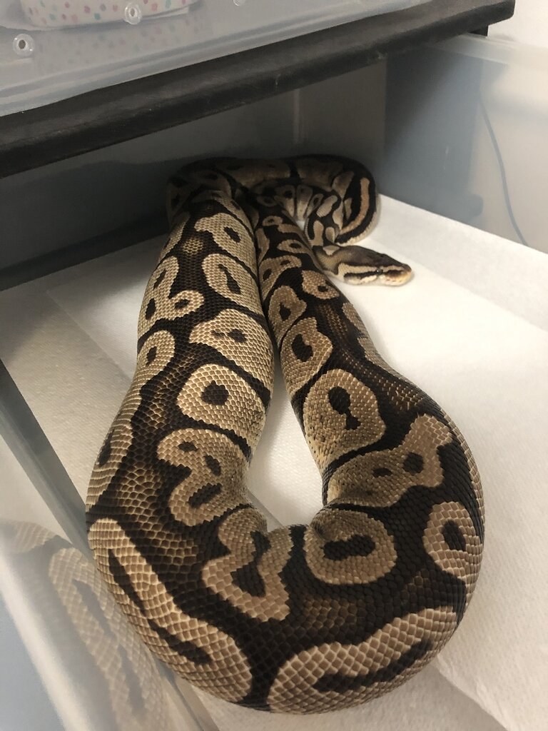 TRN Reptiles - 2020 Breeding Season Log - Ball Pythons - MorphMarket ...