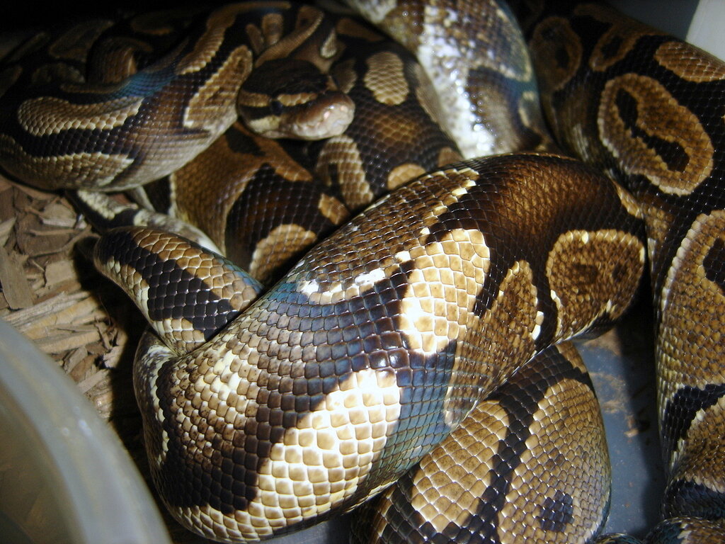 Hoping for another Graffiti Pied! - Ball Pythons - MorphMarket Reptile ...