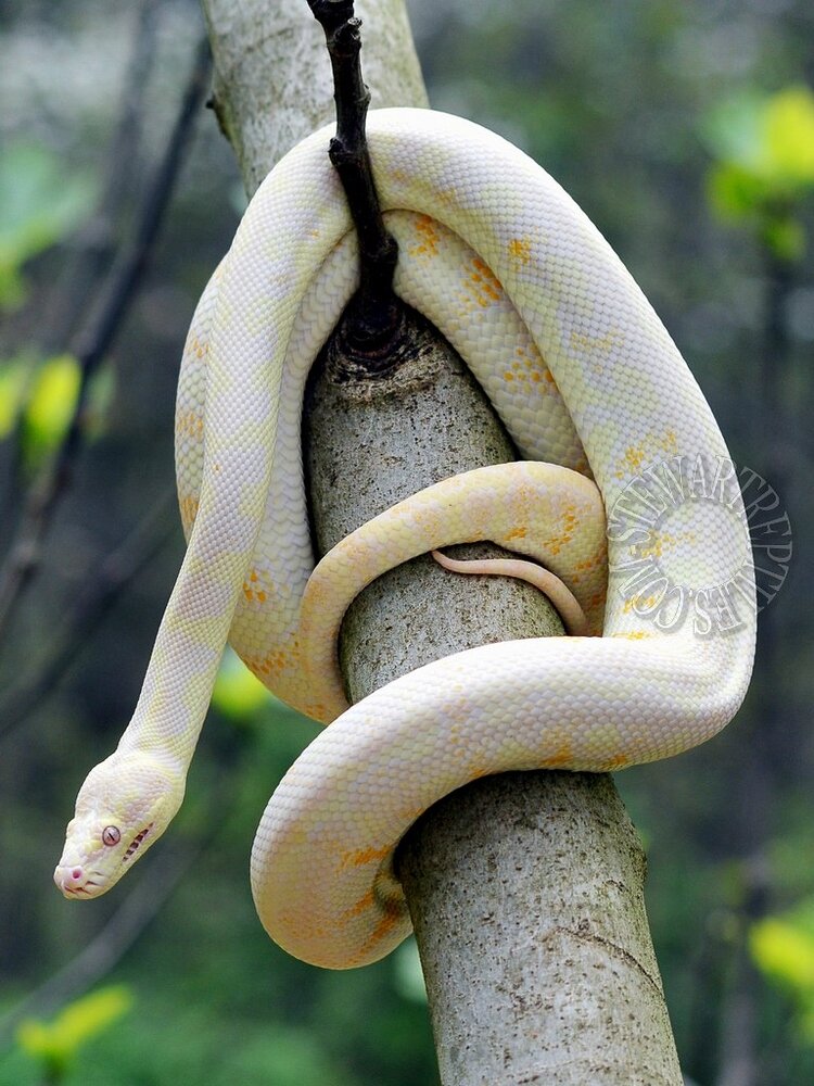 Pure Darwin Albinos - Carpet Pythons - MorphMarket Reptile Community