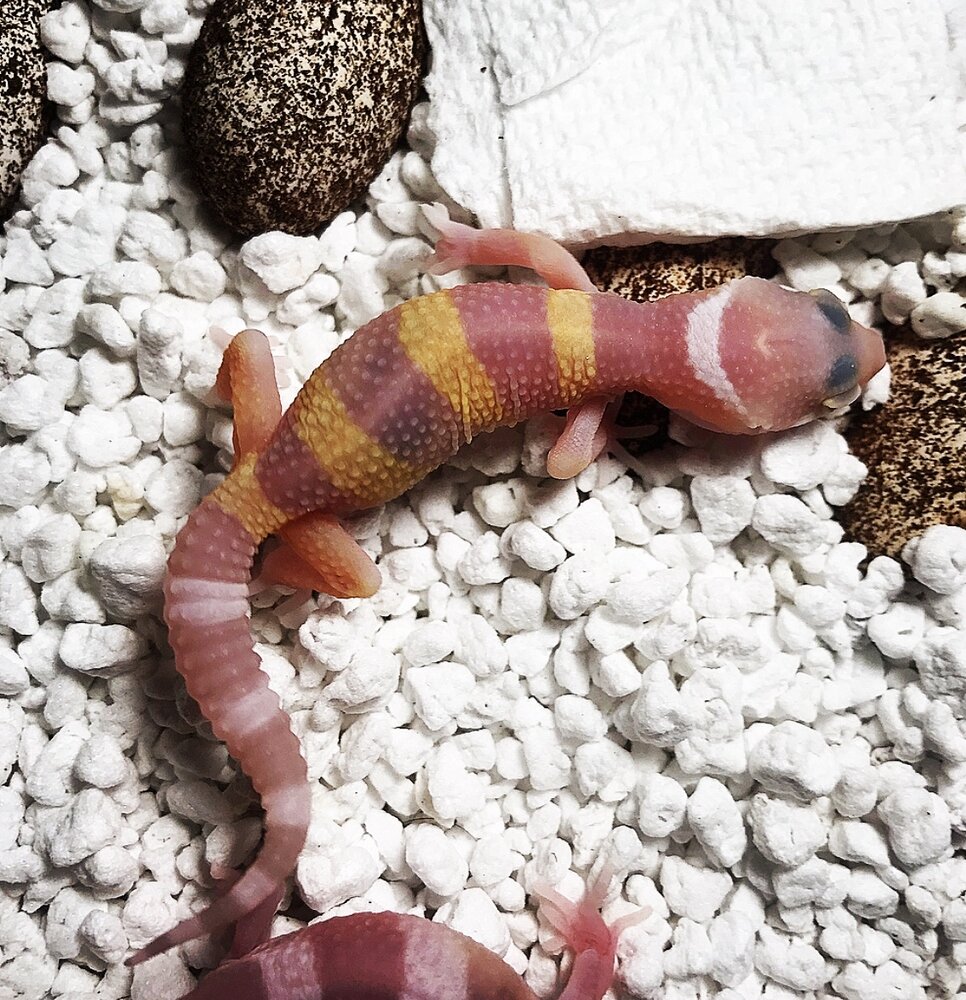 Leopard Gecko Genetics - Leopard Geckos - MorphMarket Reptile Community