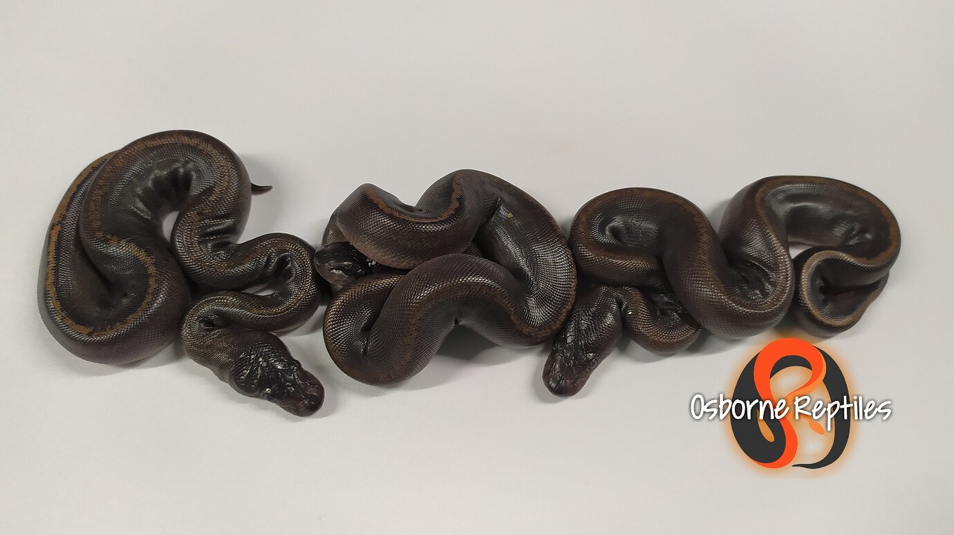 Welcome to the dark side! Show your dark morphs! - Ball Pythons ...