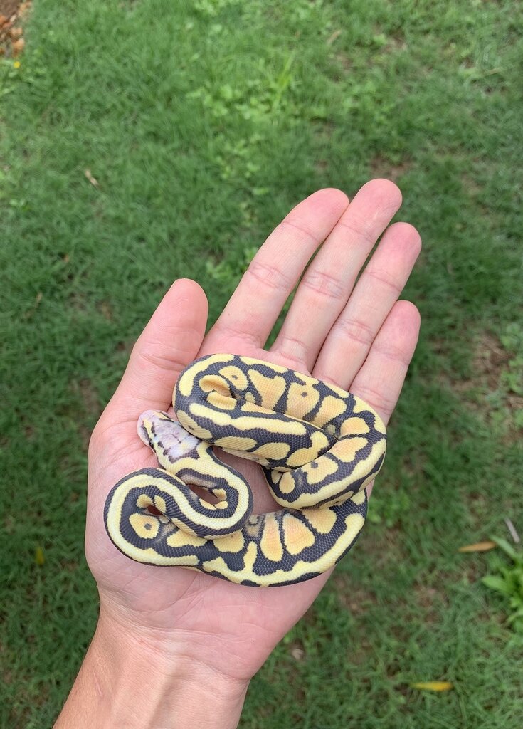 Something new - Ball Pythons - MorphMarket Reptile Community