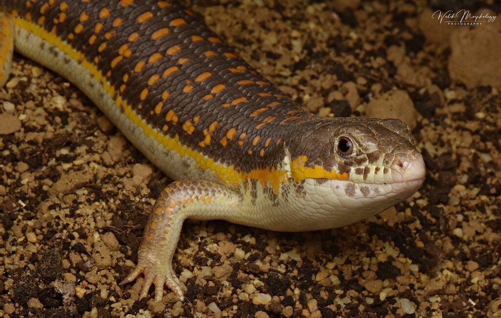 Old skool species - Other Lizards - MorphMarket Reptile Community