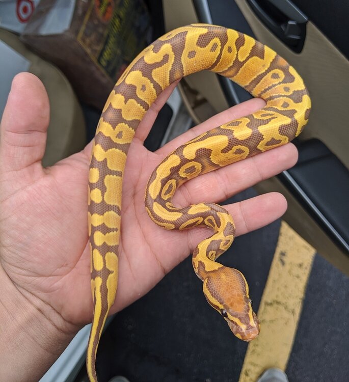 Ultramel Is Awesome - Ball Pythons - MorphMarket Reptile Community