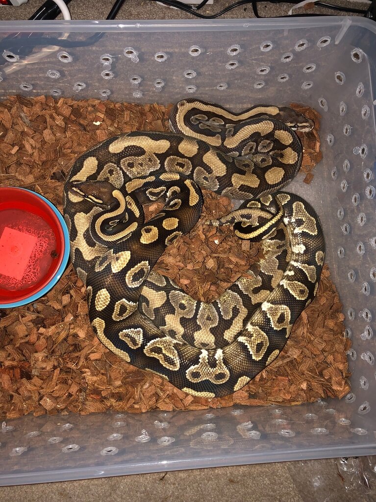 Please help me identify this girl - Ball Pythons - MorphMarket Reptile ...