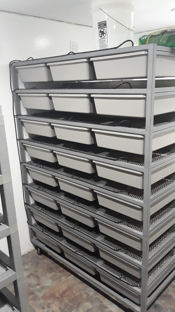 Oh rats ! New rat rack is starting to fill up! - Feeder Rodents ...